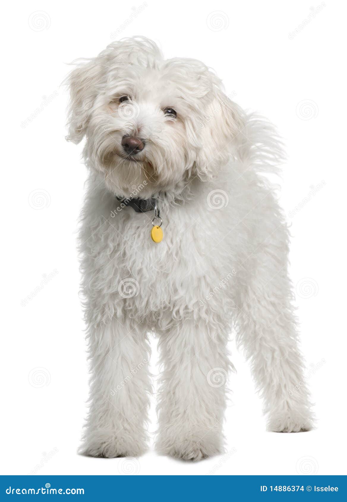 Maltesisch, 4 Monate Alte, Stehend Stockfoto - Bild von frontseite ...