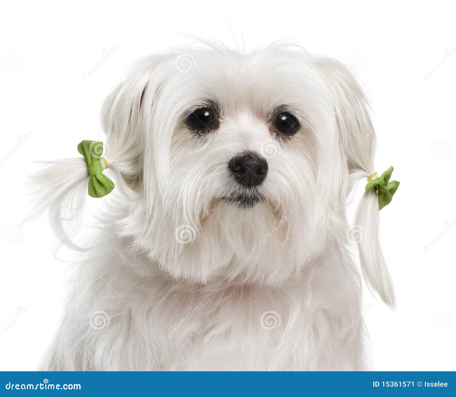 Maltesisch, 7 Jahre alt stockbild. Bild von schnitt, nett - 15361571