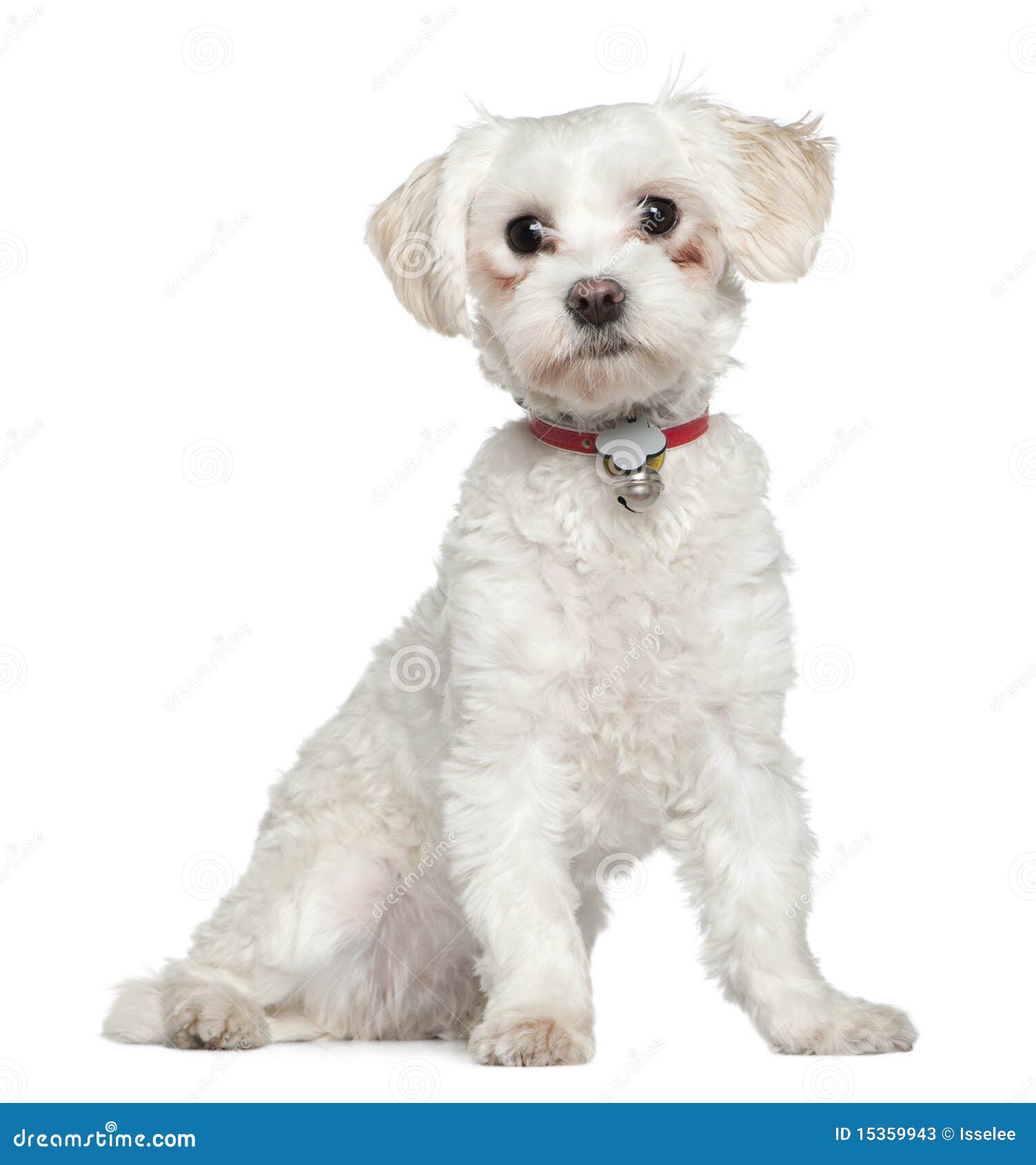 Maltesisch, 8 Monate Alte, Sitzend Stockbild - Bild von hintergrund ...