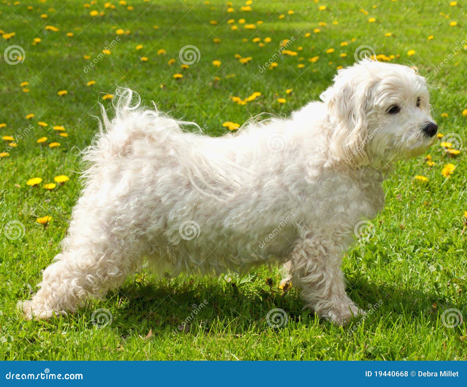 Maltesisch-bichon stockfoto. Bild von gemischt, aufwerfung - 19440668