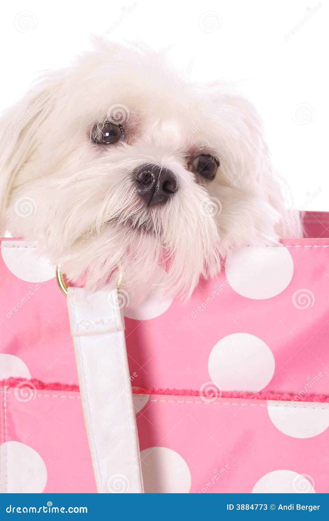 Maltesisch Im Polkapunktfonds Stockbild - Bild von brut, entzückend ...