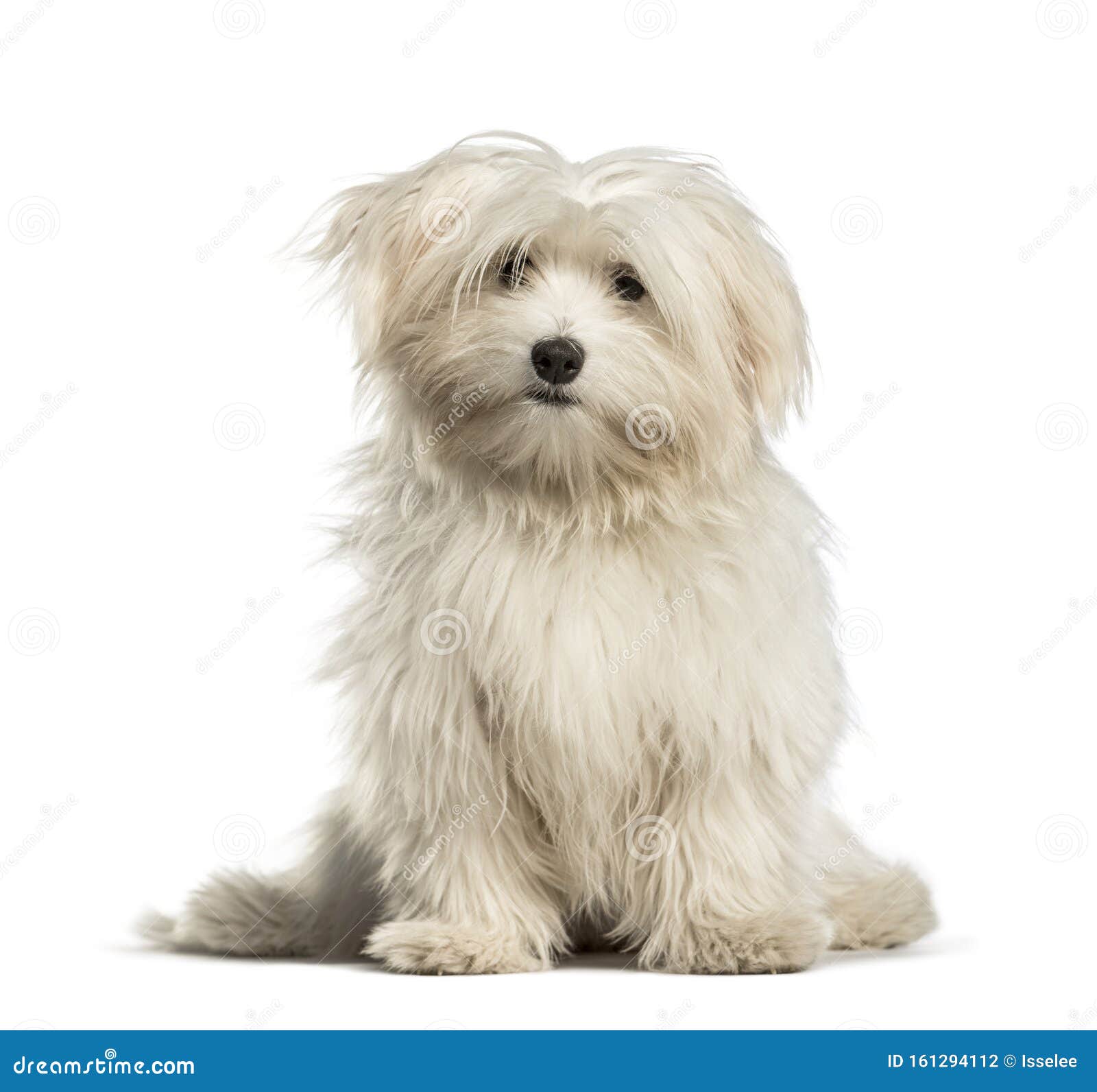 Maltesisch, 7 Monate Vor Weißem Hintergrund Stockfoto - Bild von ...