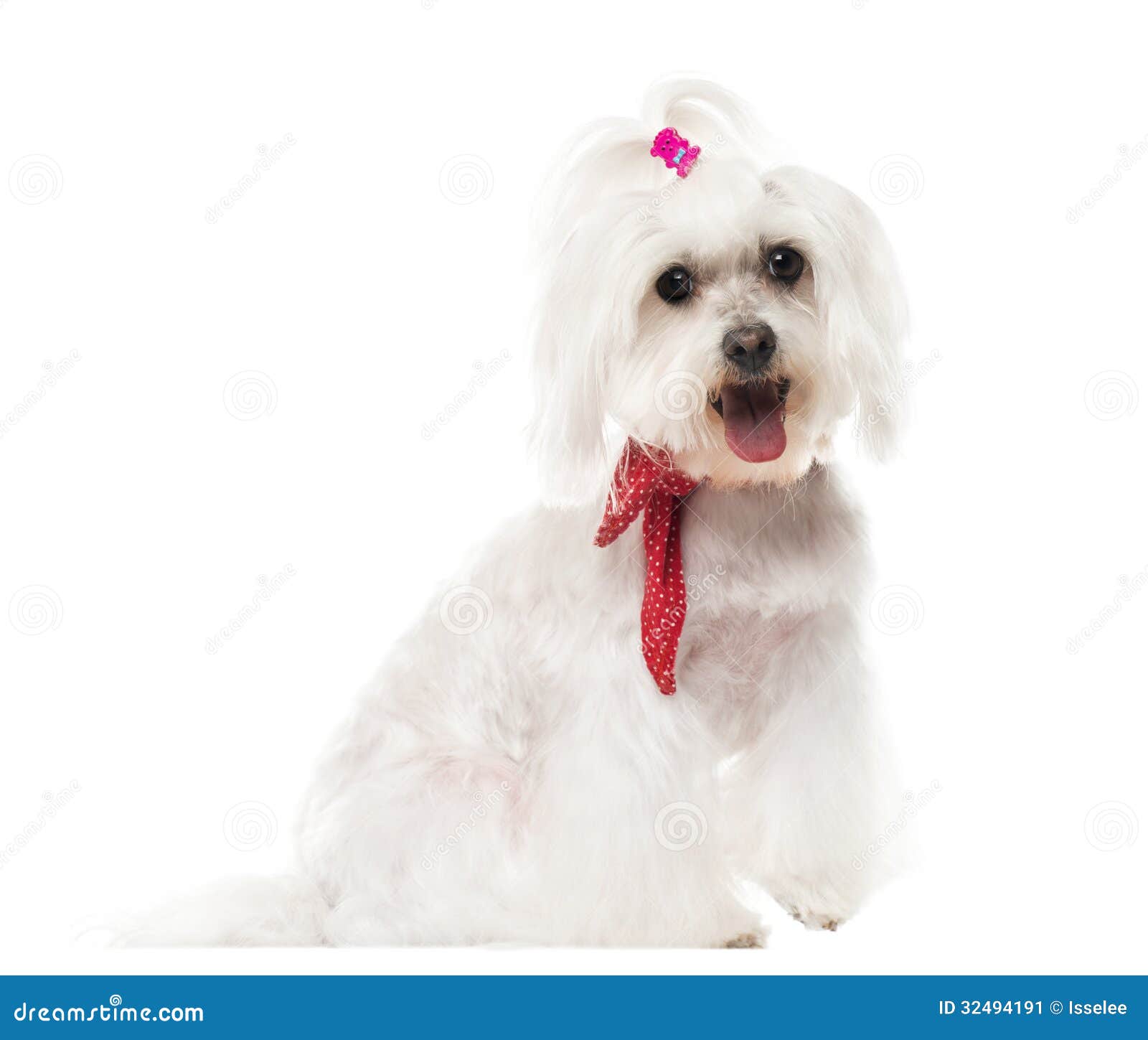 Maltesisches Keuchen, Lokalisiert Stockbild - Bild von kleidung ...