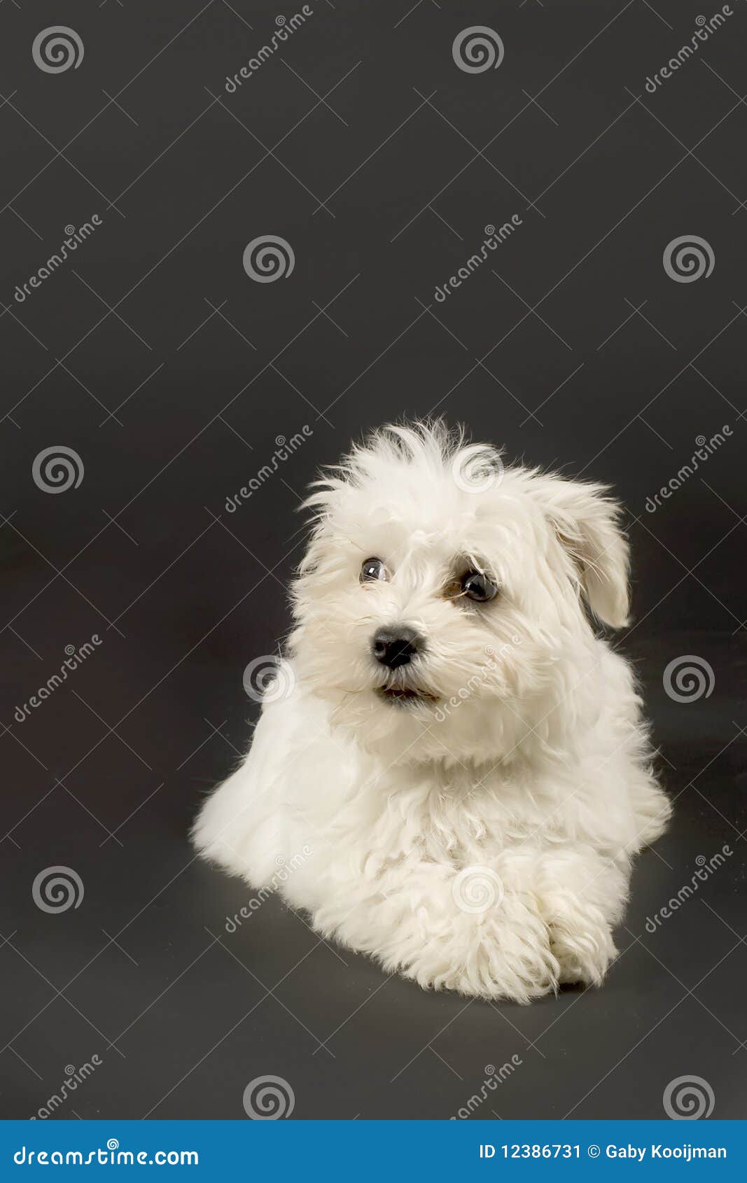 Maltezer stock image. Image of face, animal, cute, maltezer - 12386731