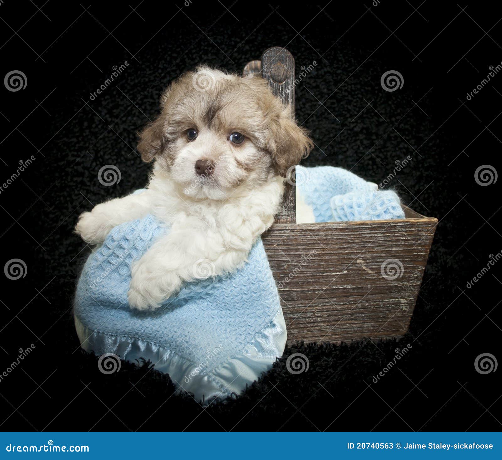 Malti-Poo Puppy stock image. Image of fluffy, blanket - 20740563