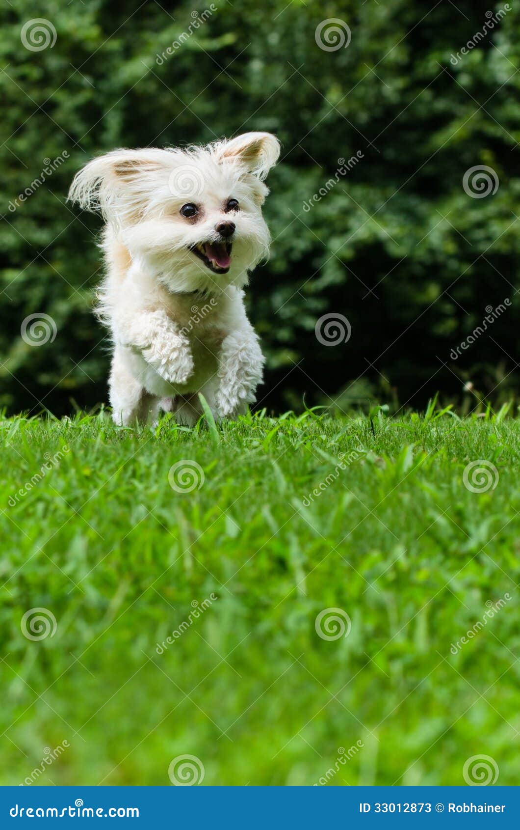 Maltipoo Dog Running and Jumping in Field Stock Image - Image of ...