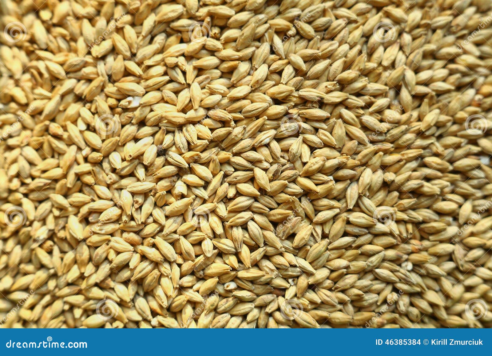 Malto d'orzo fotografia stock. Immagine di agricoltura - 46385384