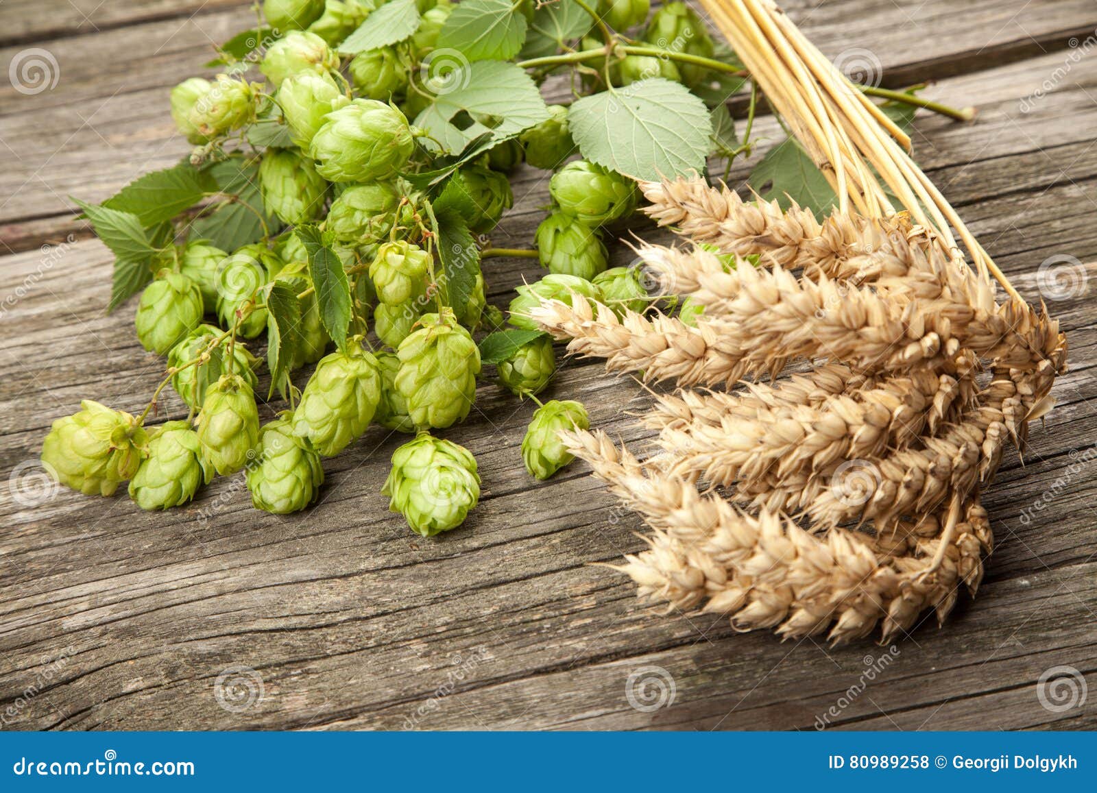 Malto e luppolo fotografia stock. Immagine di vecchio - 80989258