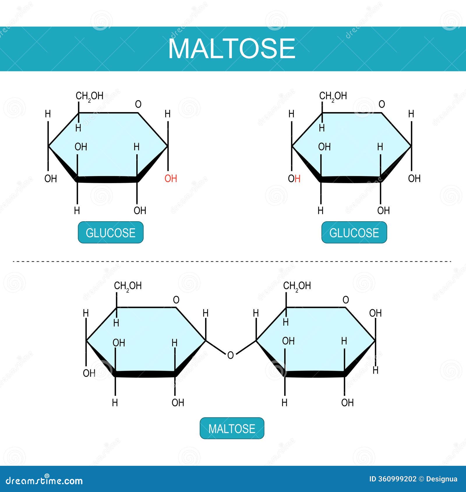 Maltose and Glucose Molecules Stock Illustration - Illustration of ...
