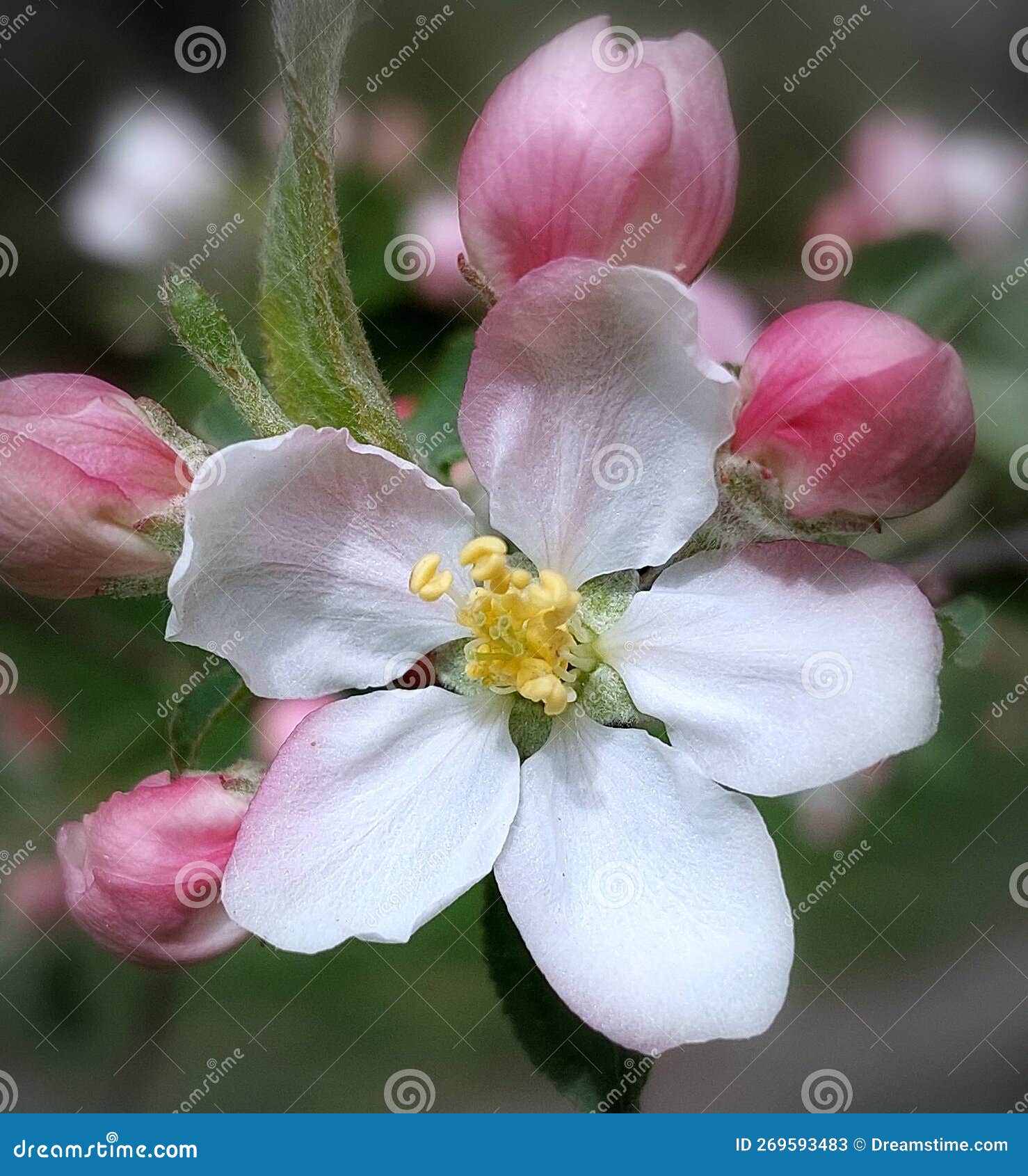 Malus domestica stock image. Image of domestica, bloom - 269593483