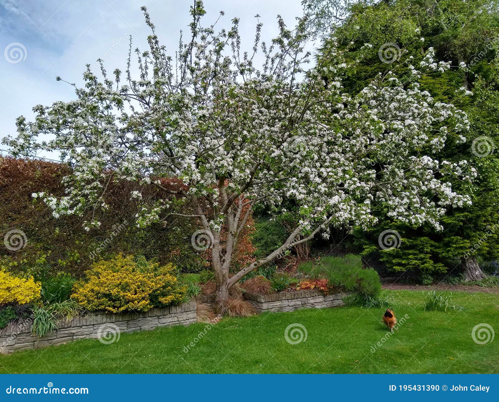 Malus domestica `Katy` stock photo. Image of pink, park - 195431390