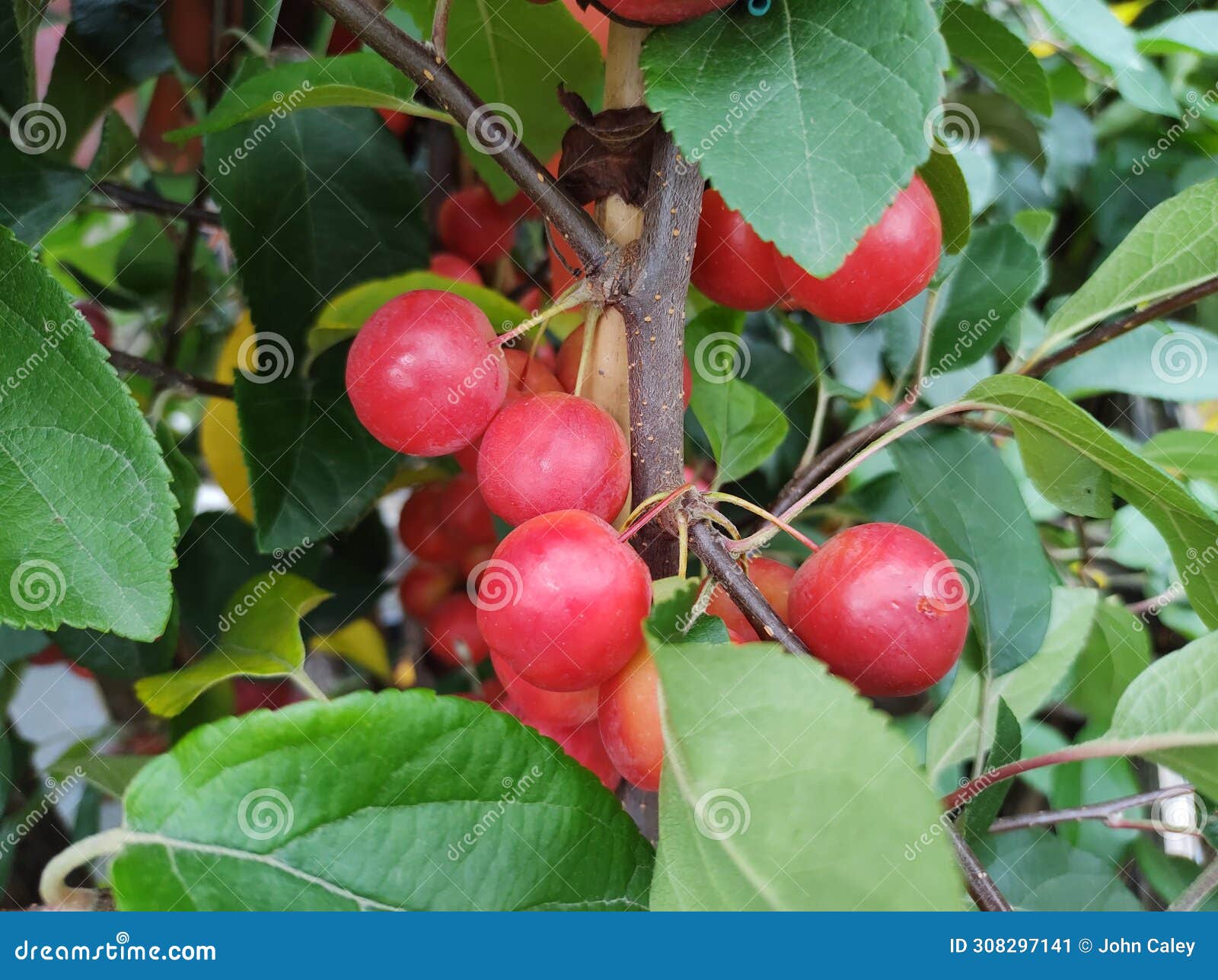 Malus Gorgeous stock image. Image of crabapple, botany - 308297141