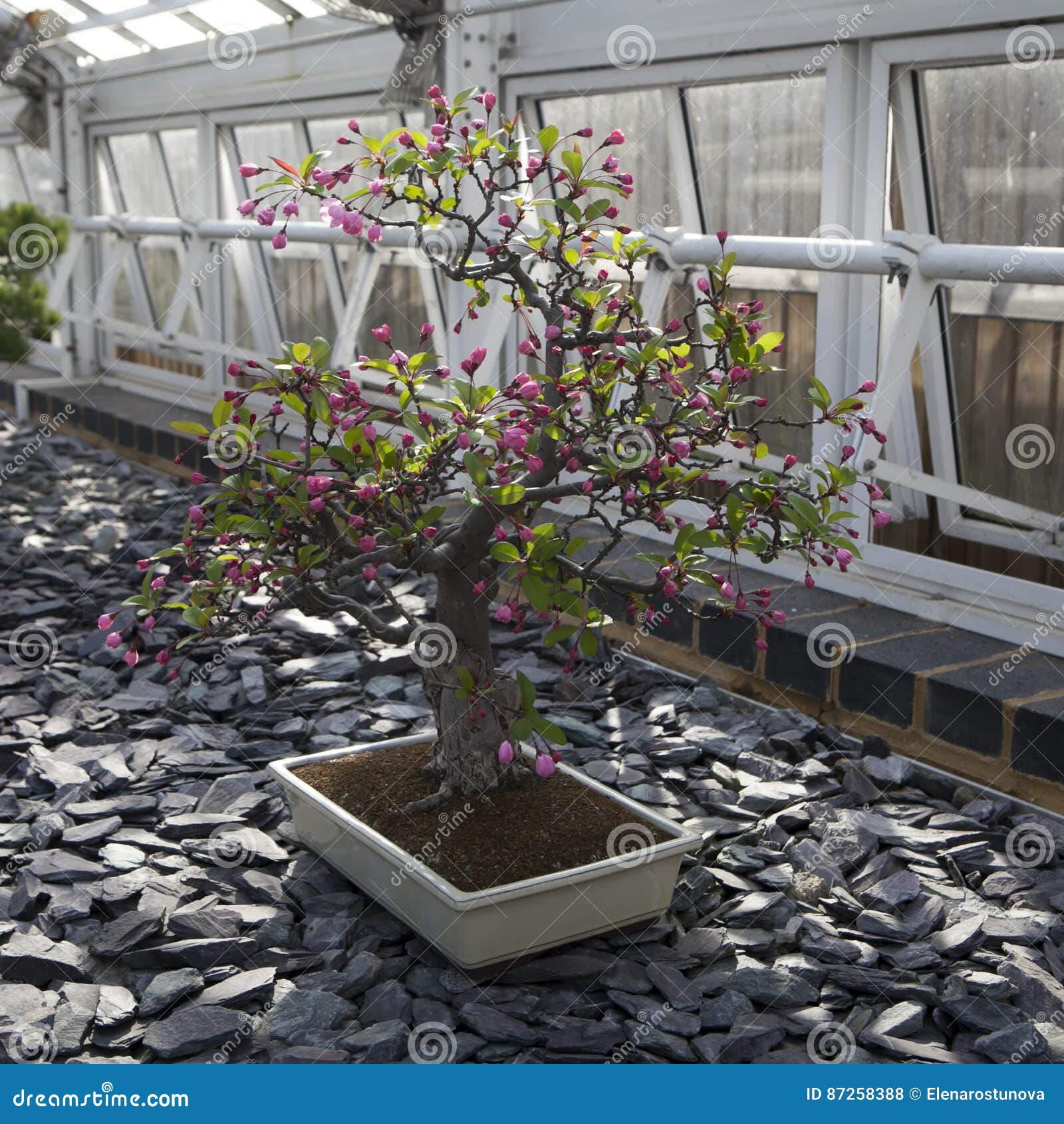 Malus Halliana Hall Crabapple Bonsai Tree Stock Photo - Image of bonsai ...