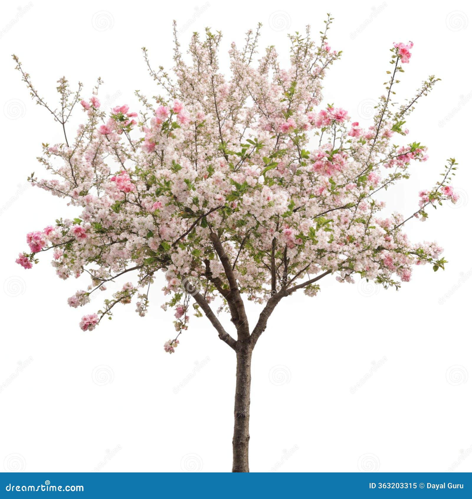 Malus Halliana Tree Isolated On White Background Royalty-Free Stock ...