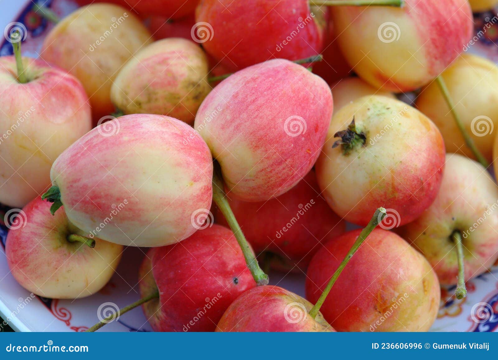 Malus prunifolia stock photo. Image of good, tree, malus - 236606996