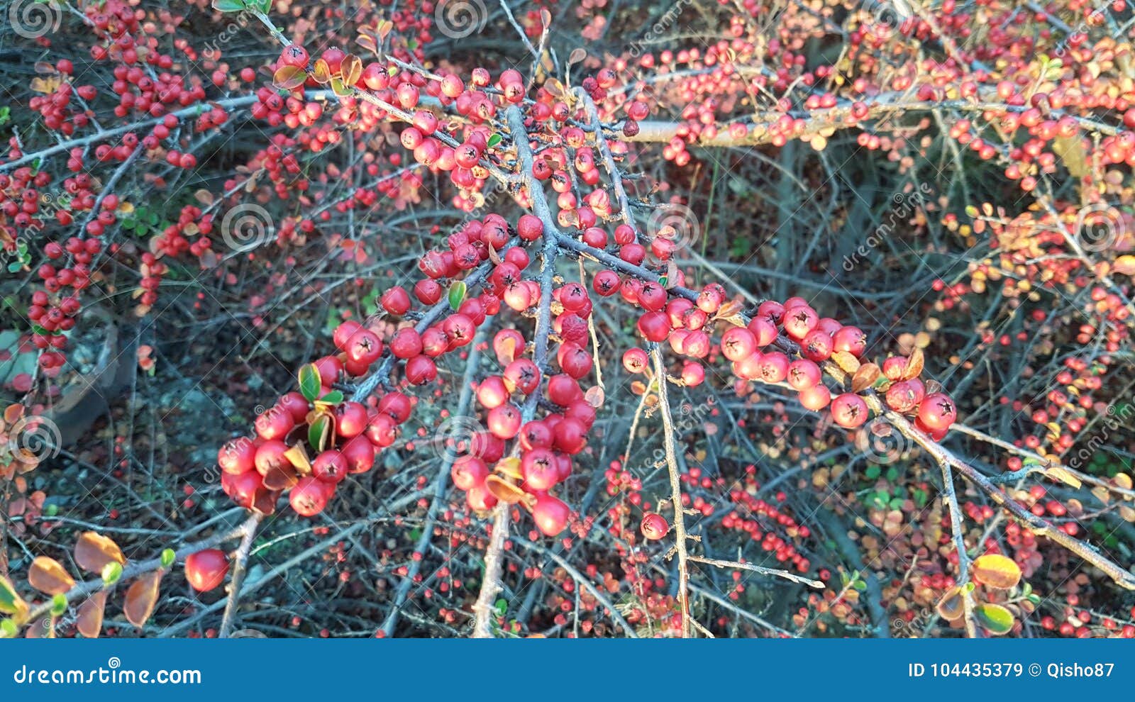 Malus pumila stock image. Image of malus, apples, tree - 104435379