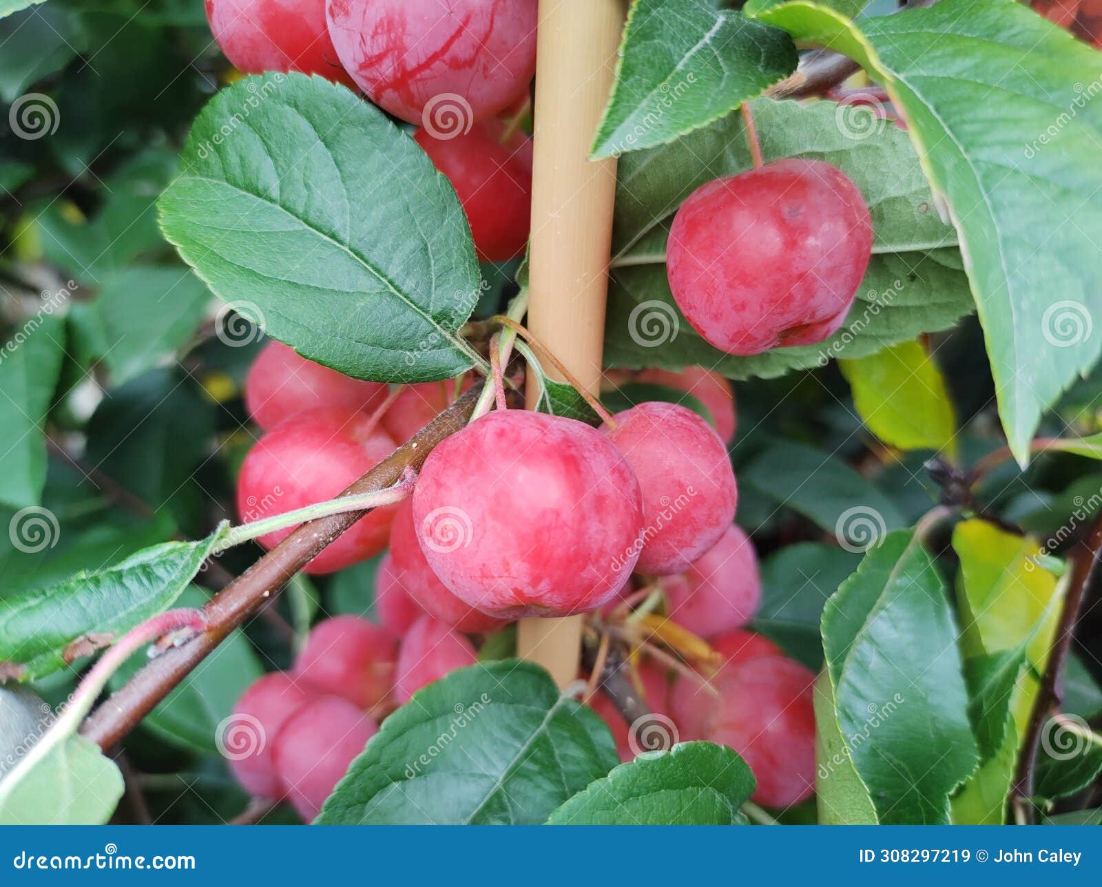 Malus X Robusta Red Sentinel Stock Image - Image of agriculture ...