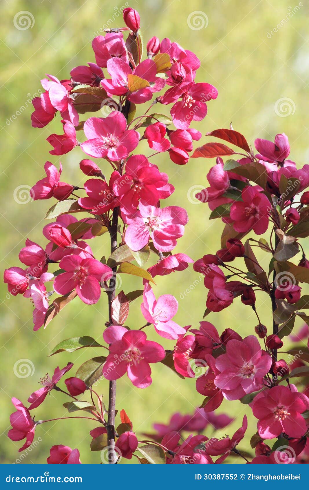 Malus Sparkler stock photo. Image of plant, flowers, blossom - 30387552