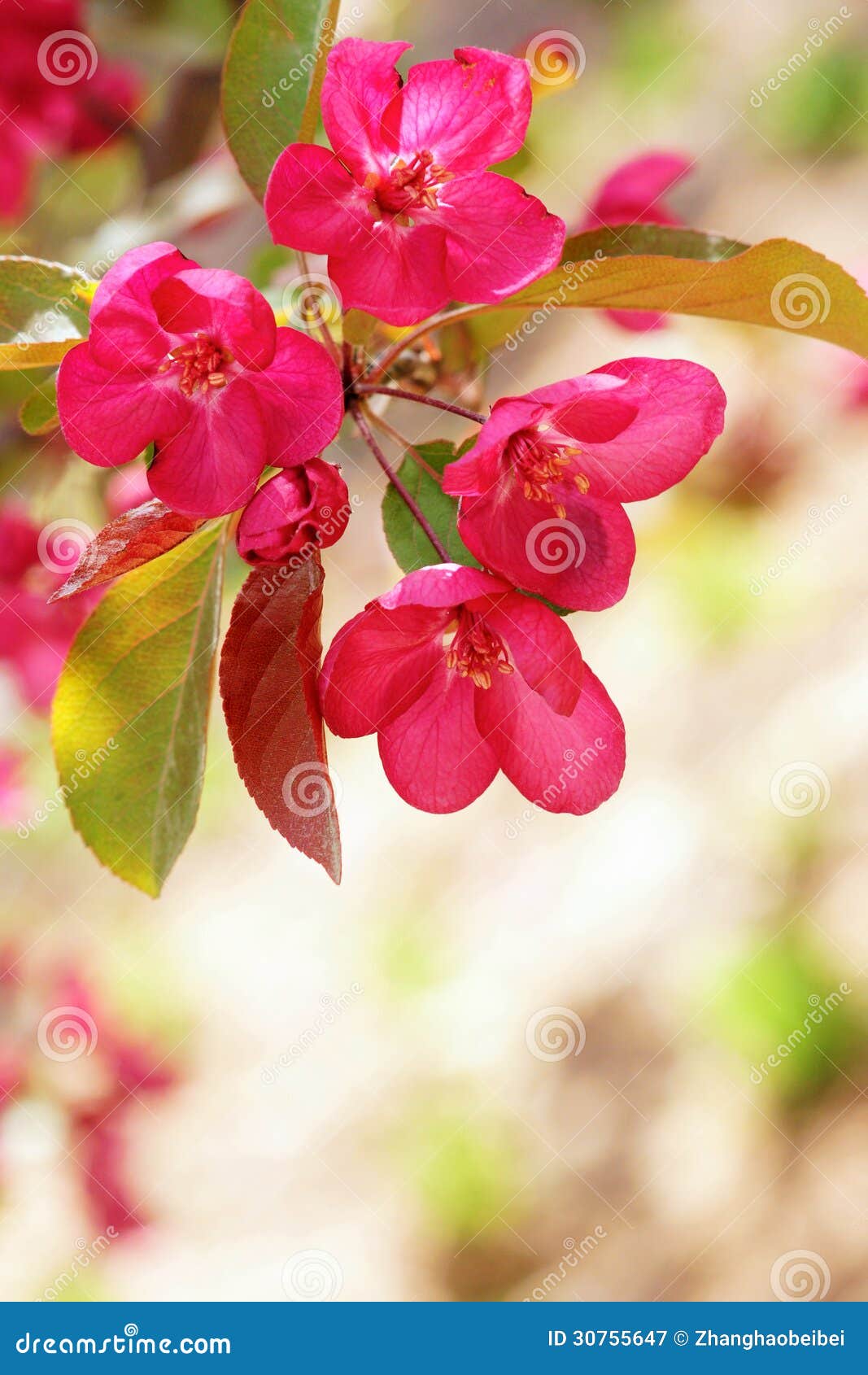 Malus Sparkler stock image. Image of flowers, branch - 30755647