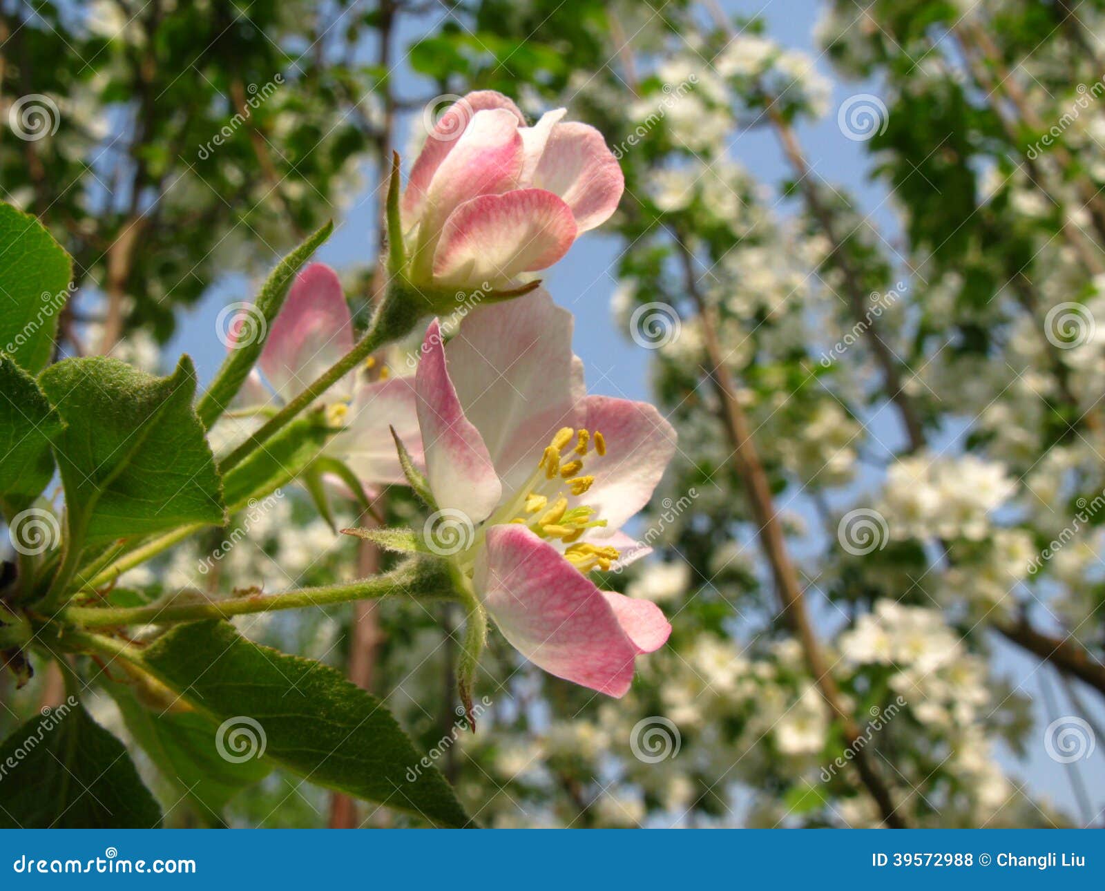 Malus spectabilis flower stock photo. Image of pink, bloom - 39572988