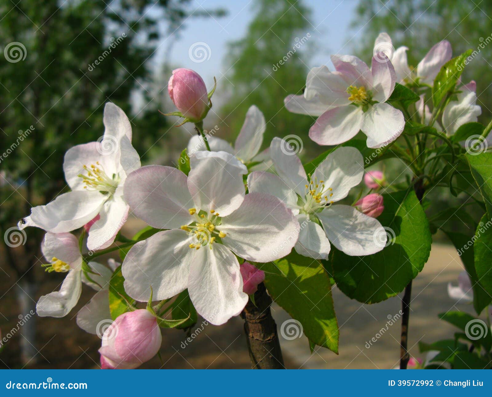 Malus spectabilis flower stock photo. Image of plant - 39572992