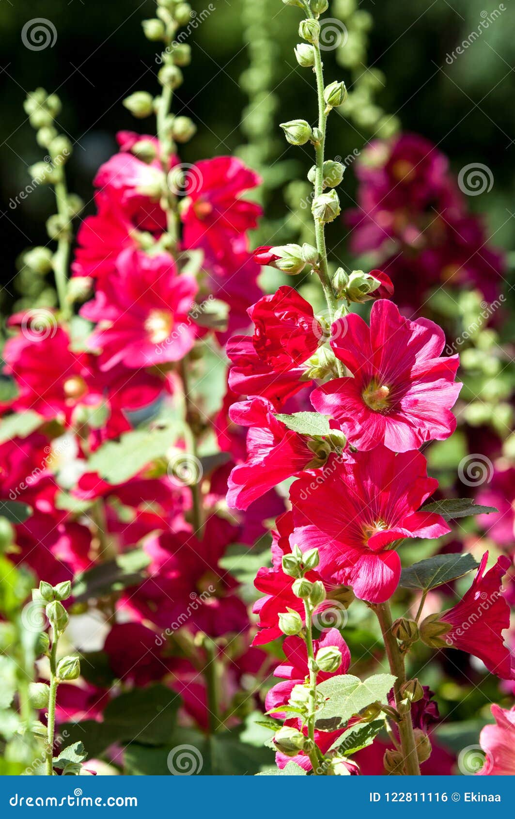 Malva stock foto. Image of bloemblaadje, bloemen, botanisch - 122811116
