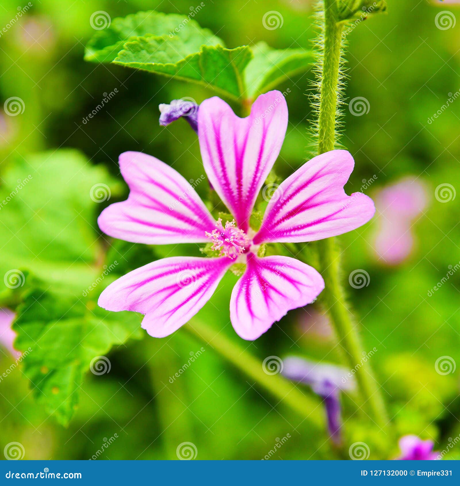 Malva cathayensis flower stock photo. Image of petals - 127132000