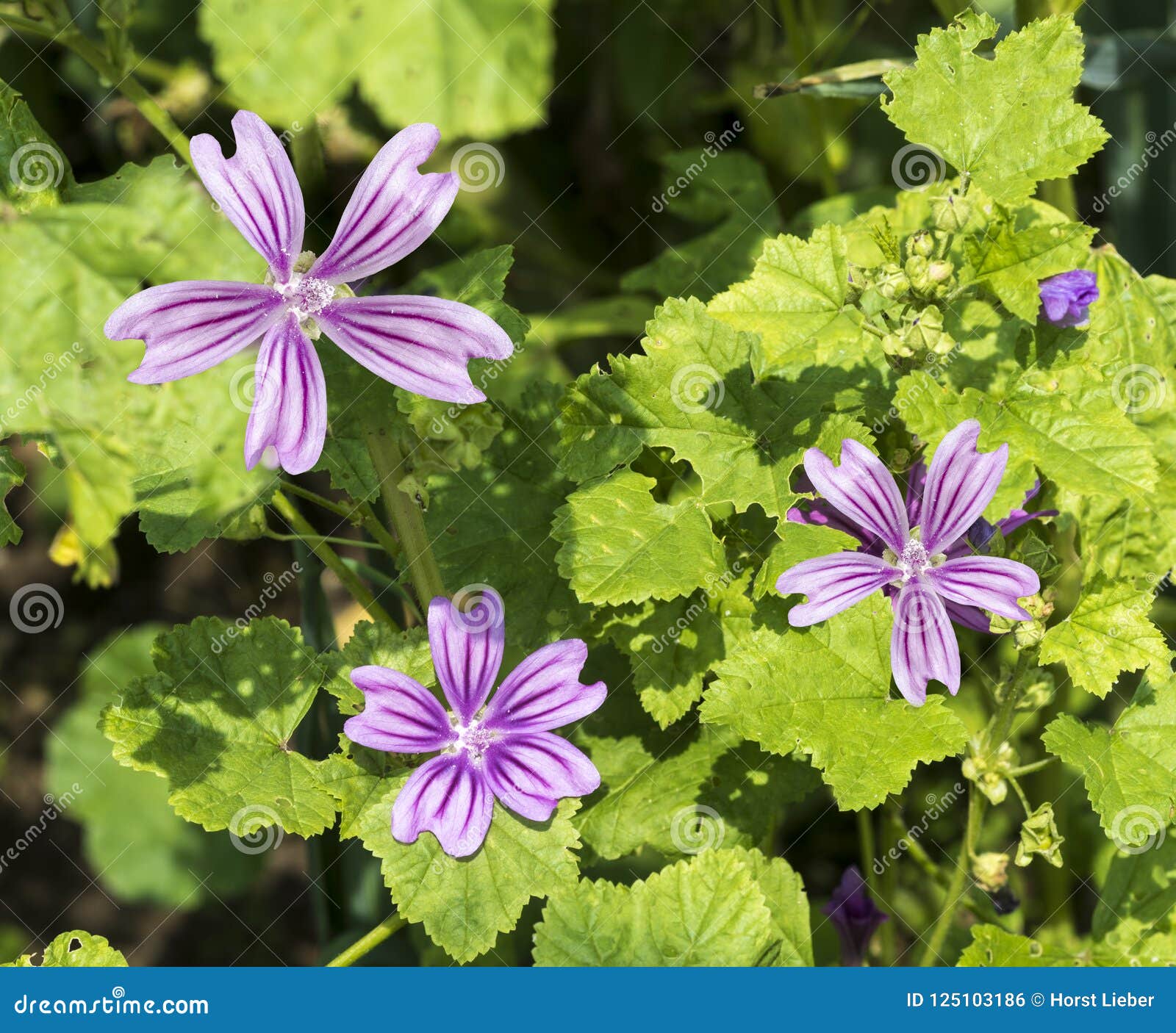 A Malva Comum Floresce Sylvestris Do Malva Foto de Stock - Imagem de ...
