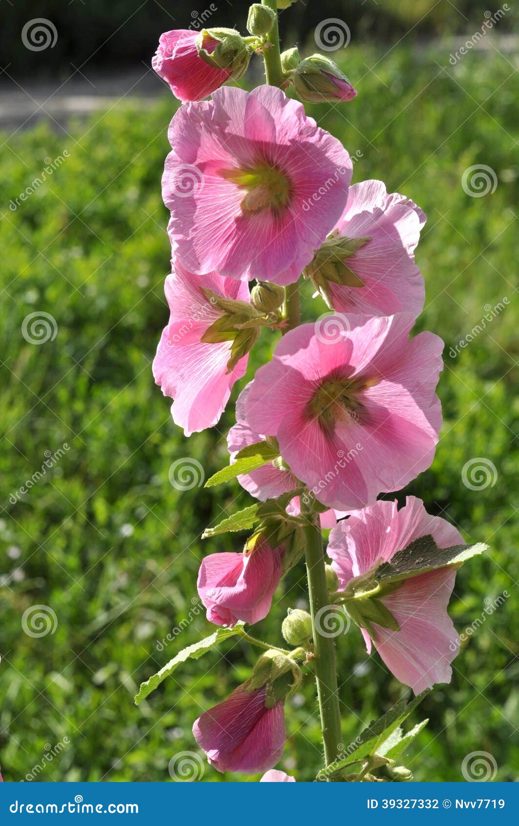 Malva cor-de-rosa foto de stock. Imagem de floral, sebo - 39327332