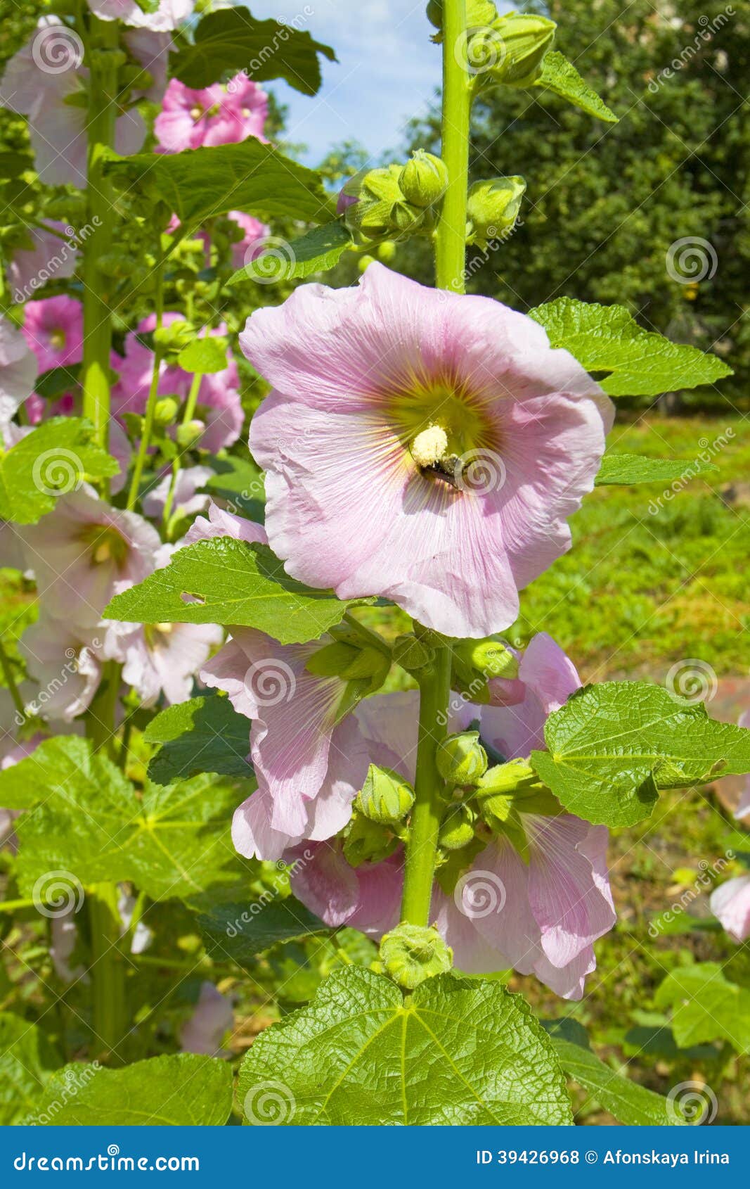 Malva cor-de-rosa foto de stock. Imagem de botânica, planta - 39426968