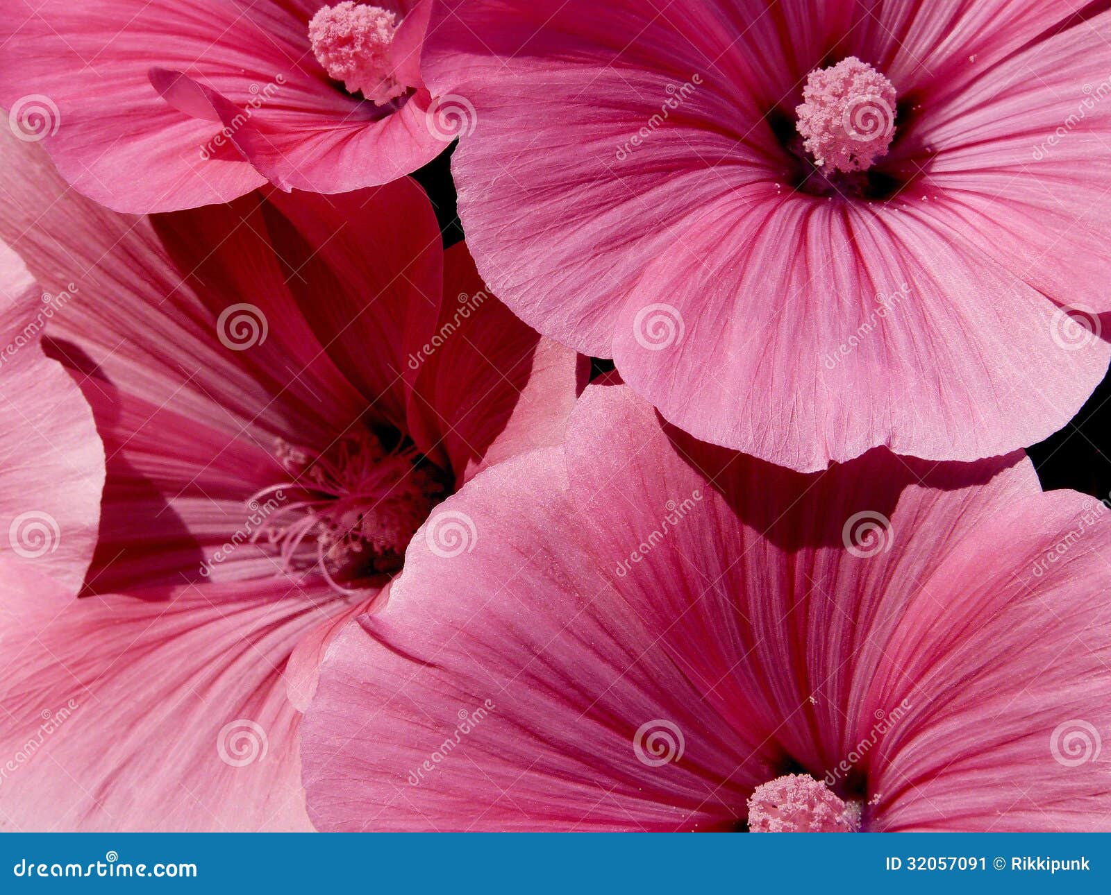 Malva Cor-de-rosa Ascendente Fechado Imagem de Stock - Imagem de ...