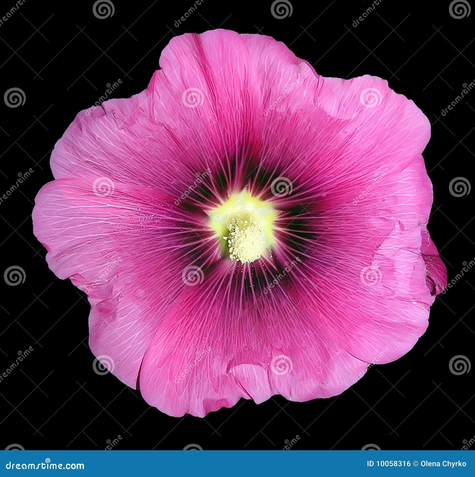 Malva Flower Seamless Pattern. Summer Floral Background With Flowers ...