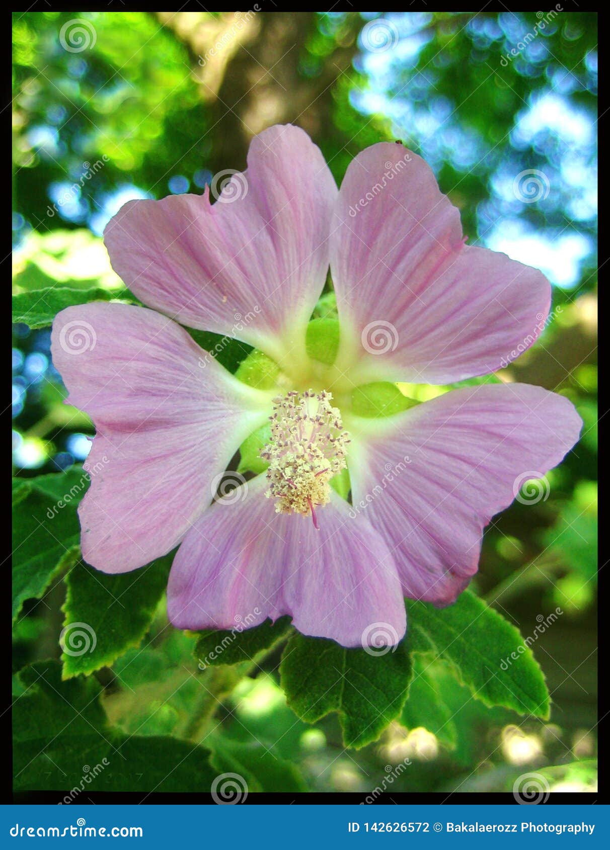 Malva Flower Macro Background Wallpaper Fine Art Prints Stock Photo ...
