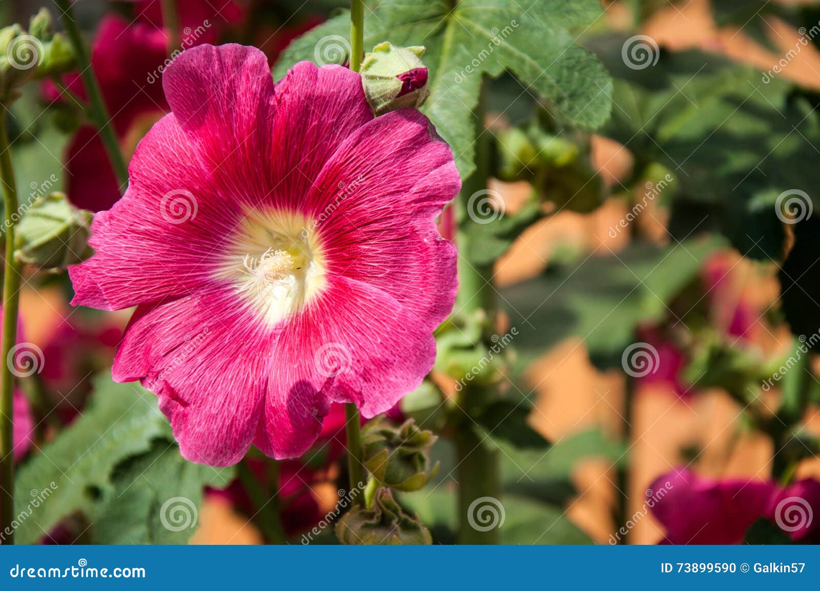 Malva flower red color stock photo. Image of botany, beautiful - 73899590