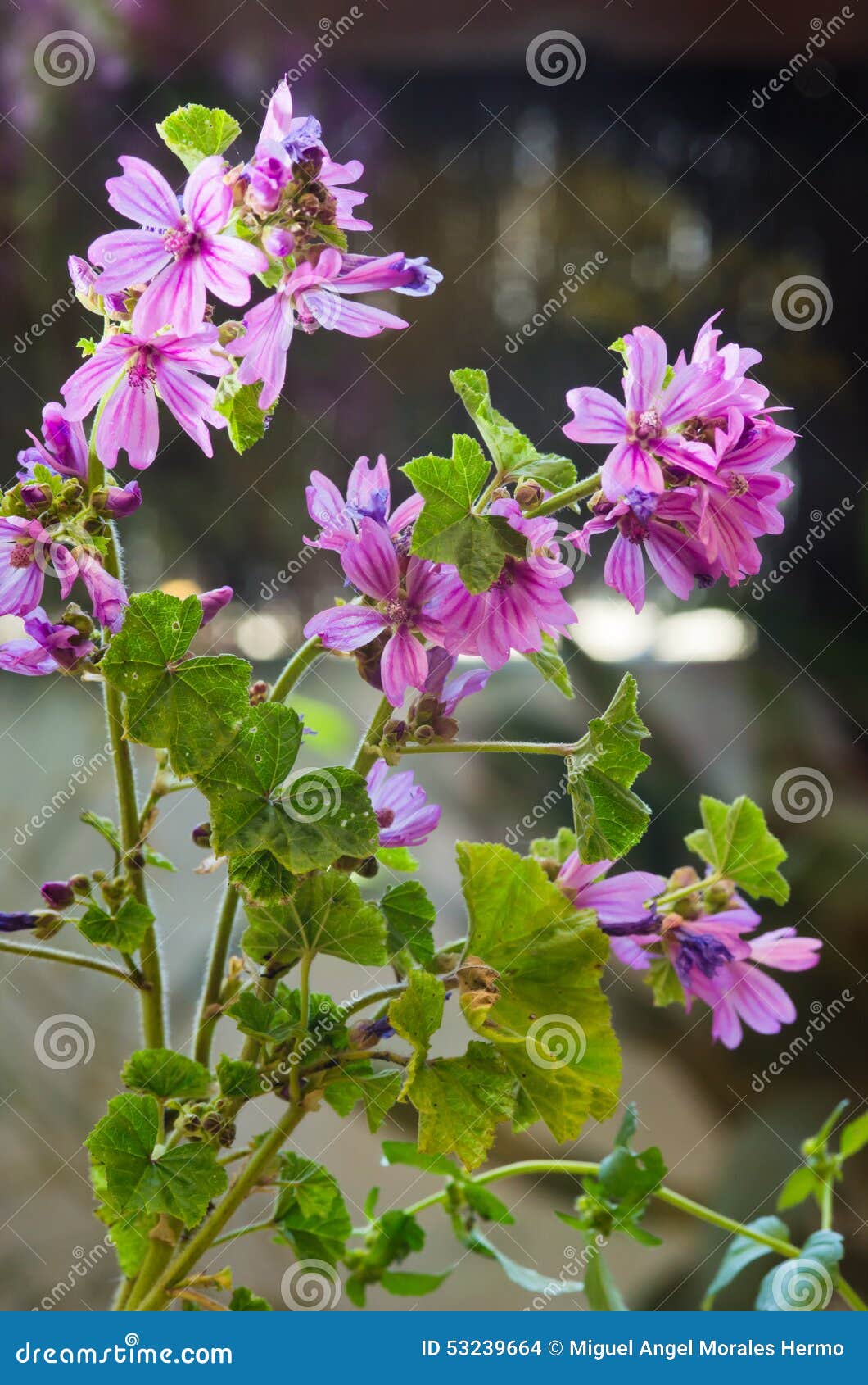 Malva stock photo. Image of close, blossom, growth, spring - 53239664