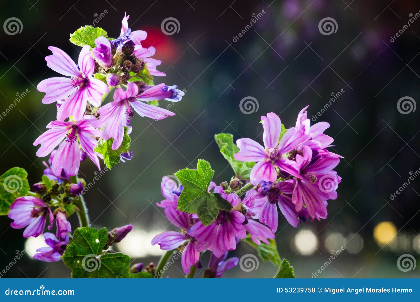 Malva stock photo. Image of botany, spring, plant, nature - 53239758