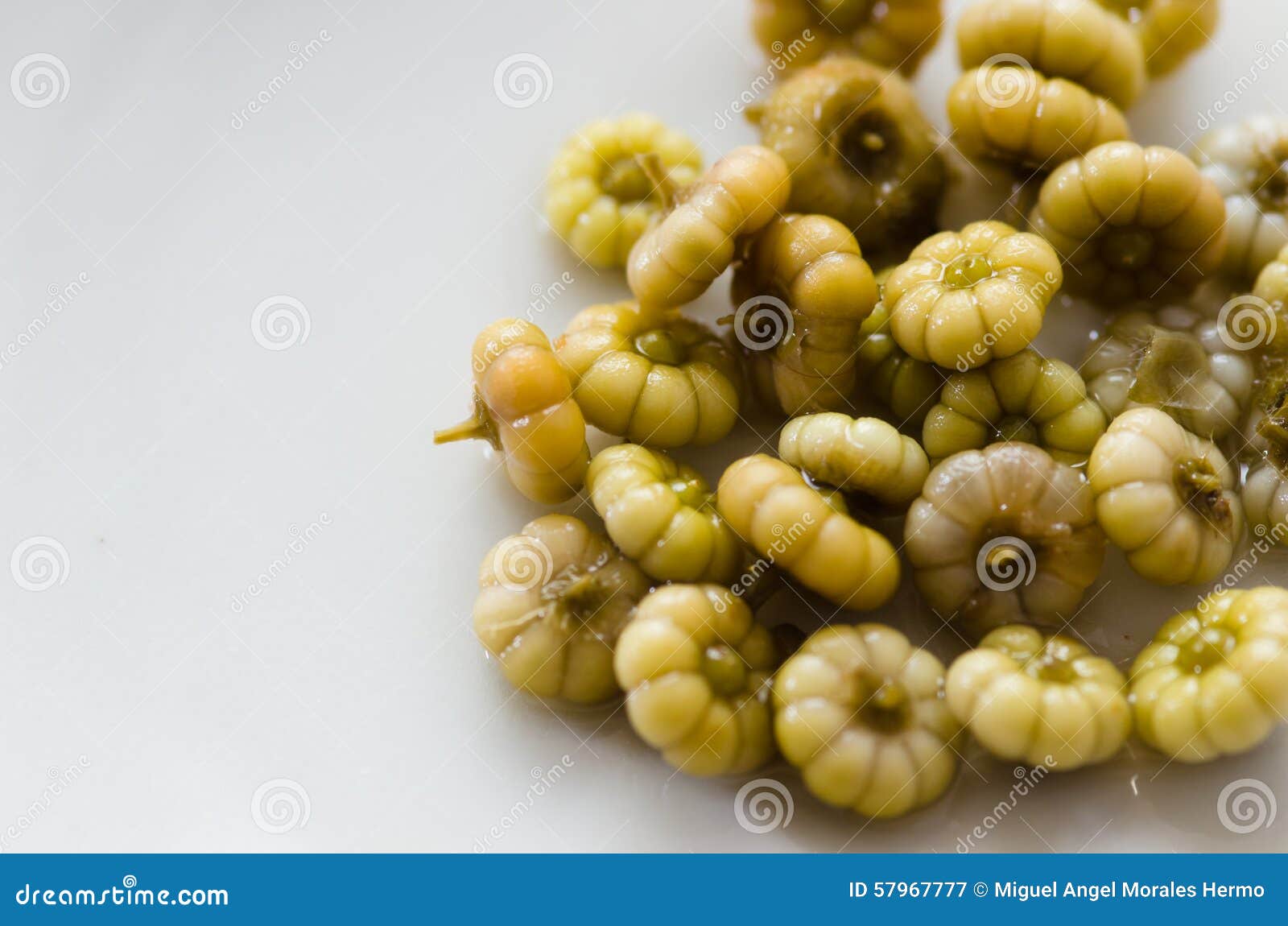Malva fruit stock image. Image of wild, vegetarian, flora - 57967777