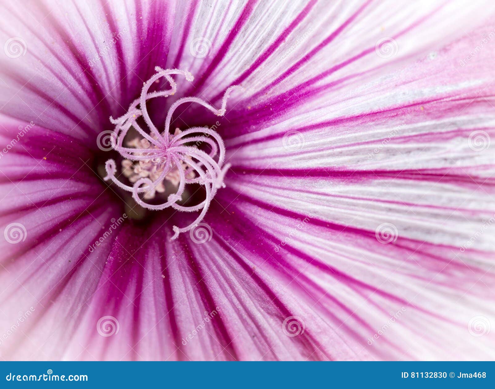 405 Lilac Malva Stock Photos - Free & Royalty-Free Stock Photos from ...