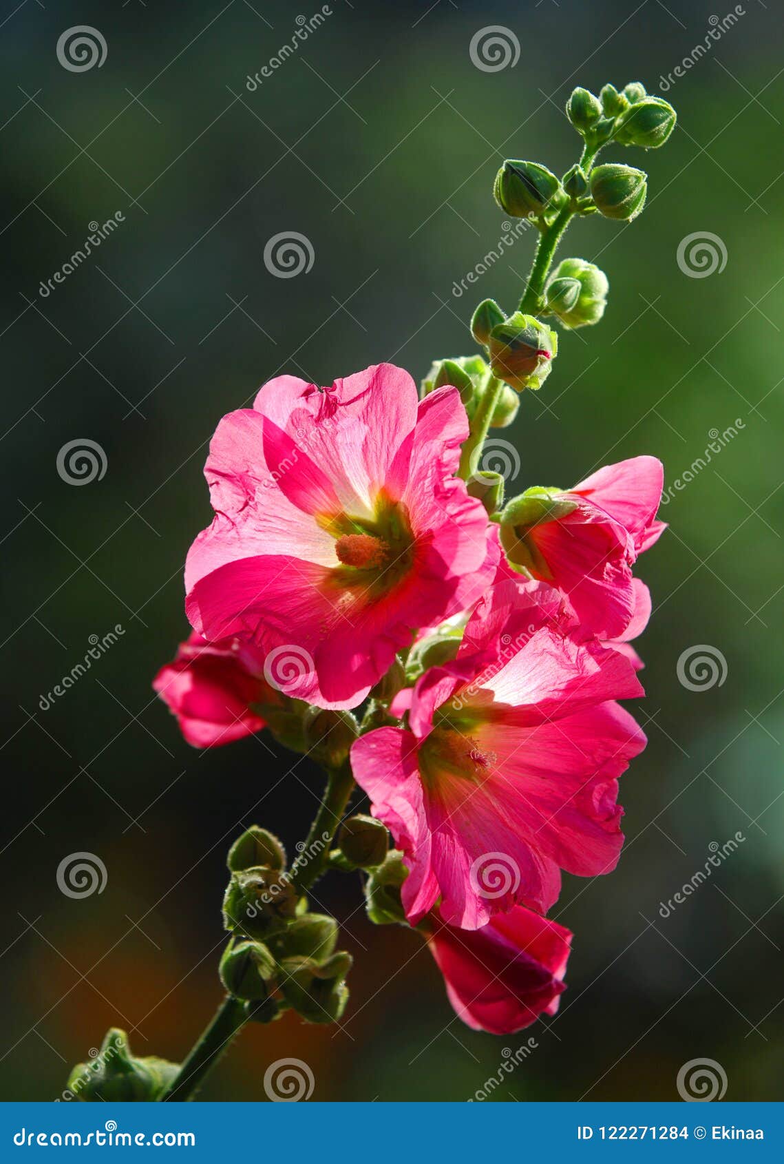 Malva stock photo. Image of herb, flower, color, malva - 122271284
