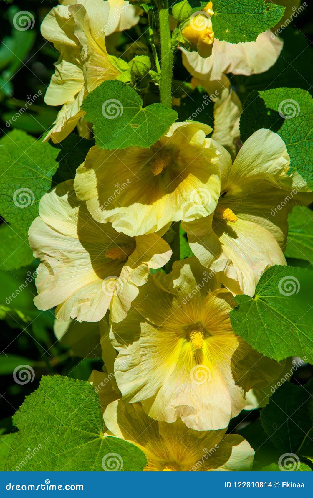 Malva stock photo. Image of florescence, hibiscus, floral - 122810814