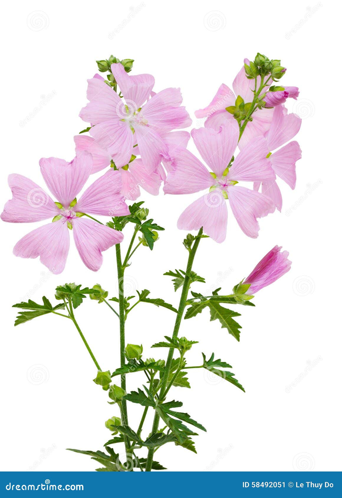Malva Moschata-bloem stock afbeelding. Image of gegevens - 58492051