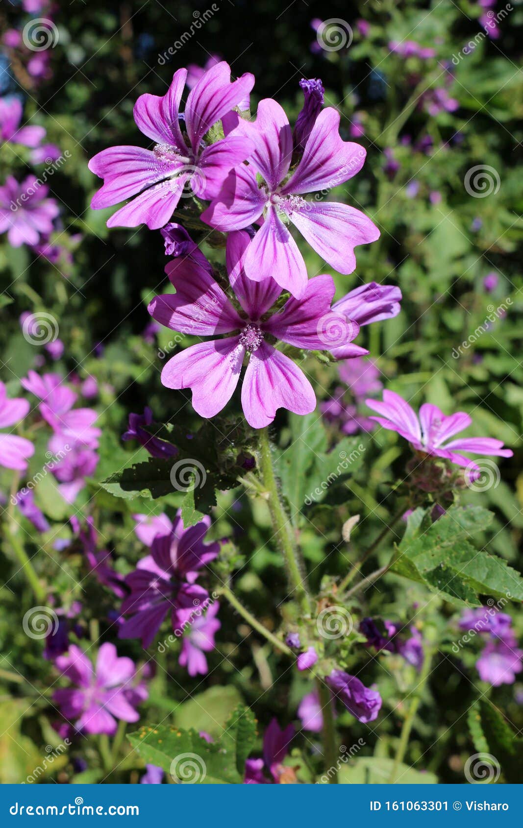 Common Mallow stock image. Image of dwarf, beautiful - 161063301