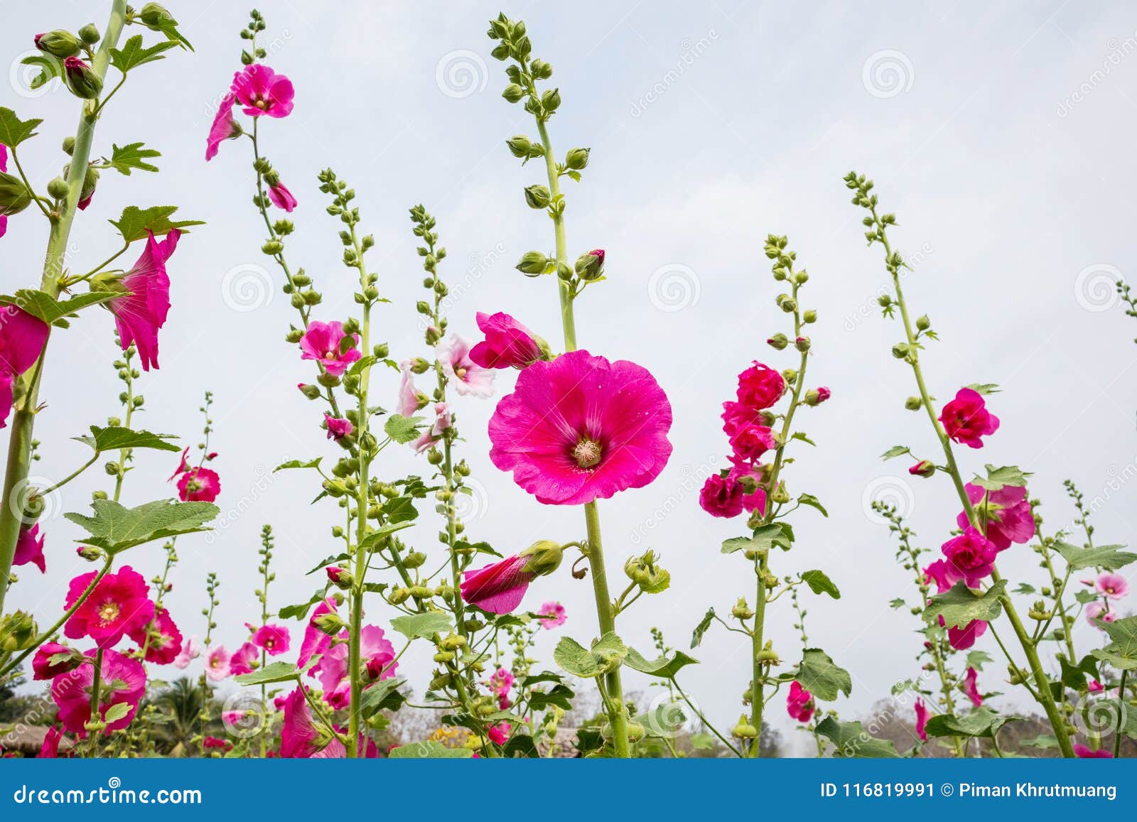 Malva Rosa Cor-de-rosa Da Flor No Jardim Imagem de Stock - Imagem de ...