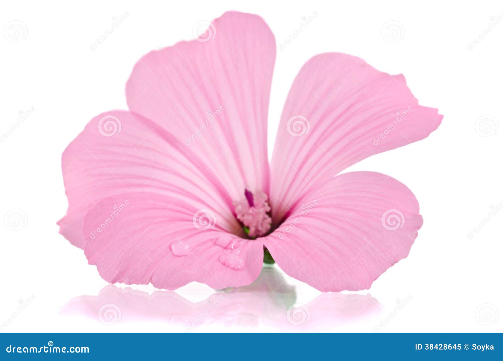 Malva rosa. Malve immagine stock. Immagine di rugiada - 38428645