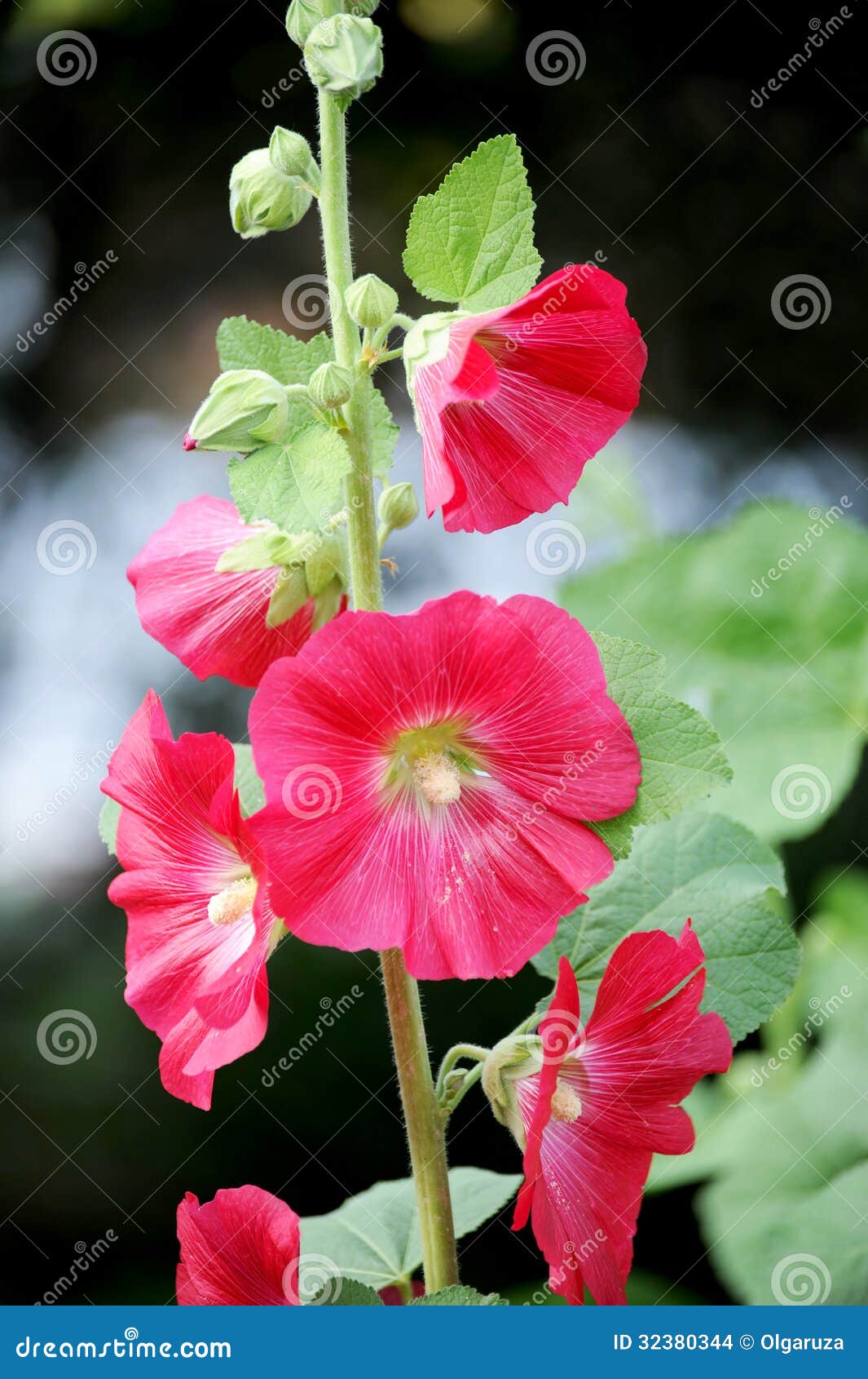 Malva Rosa Ou Malva Vermelha. Foto de Stock - Imagem de bonito, flor ...