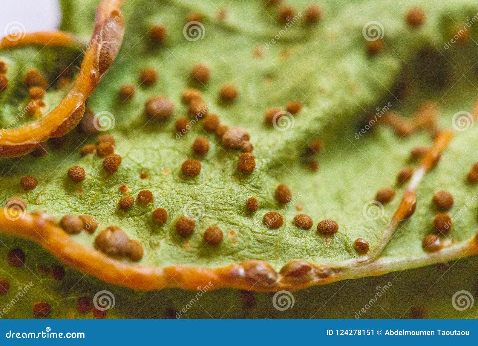 Rust disease on Malva spp. stock image. Image of agricultural - 124278151