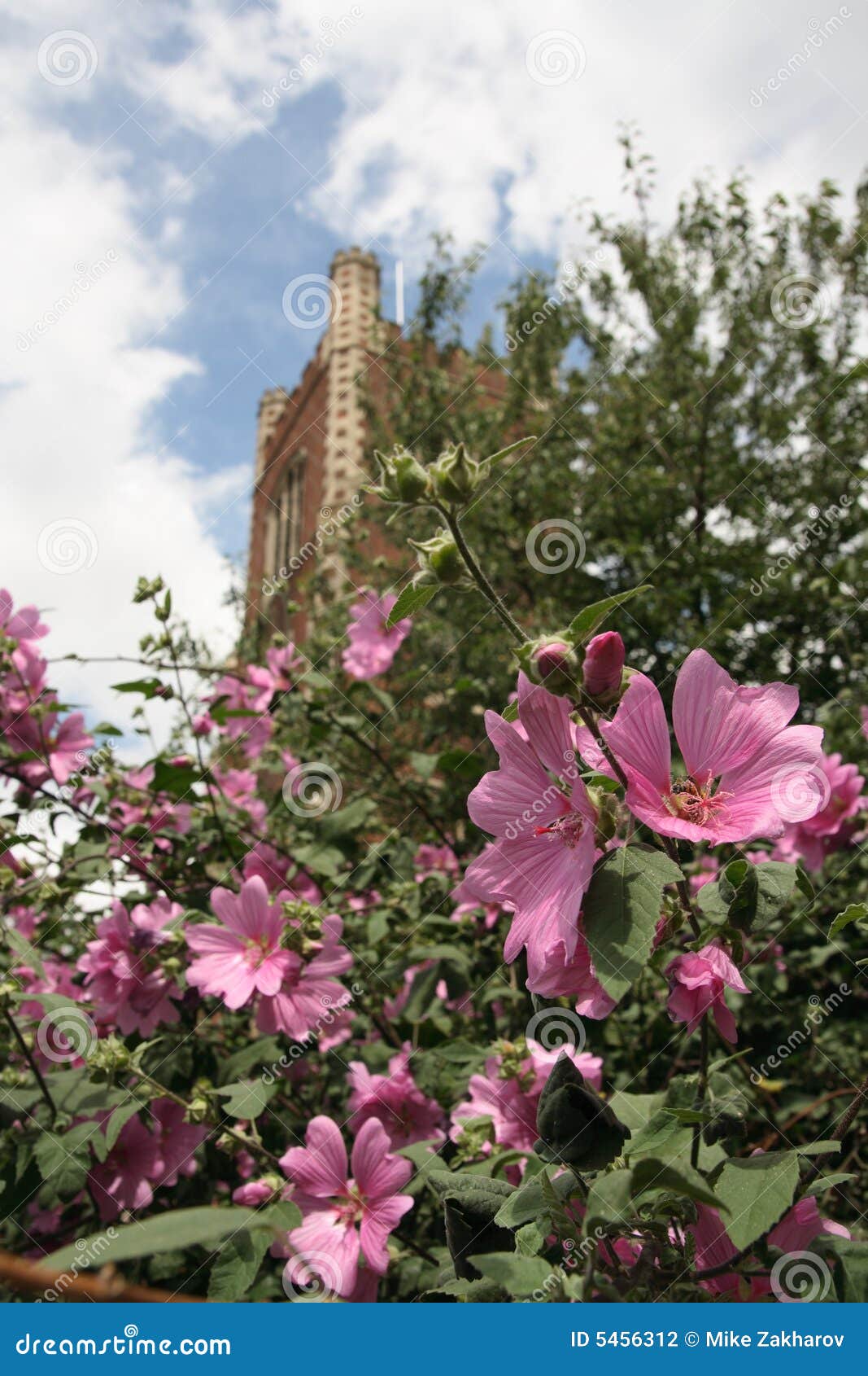 Malva in Street of Cambridge. Stock Photo - Image of britain, cambridge ...