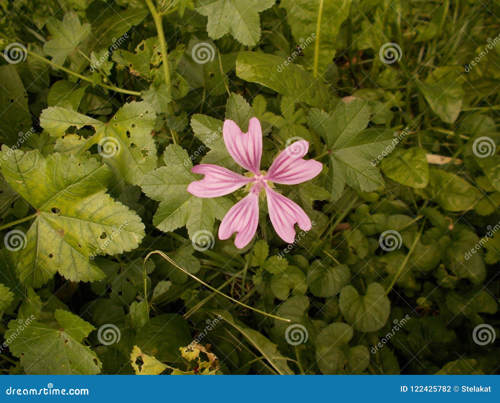 Mallow flower stock photo. Image of natural, pink, flower - 122425782