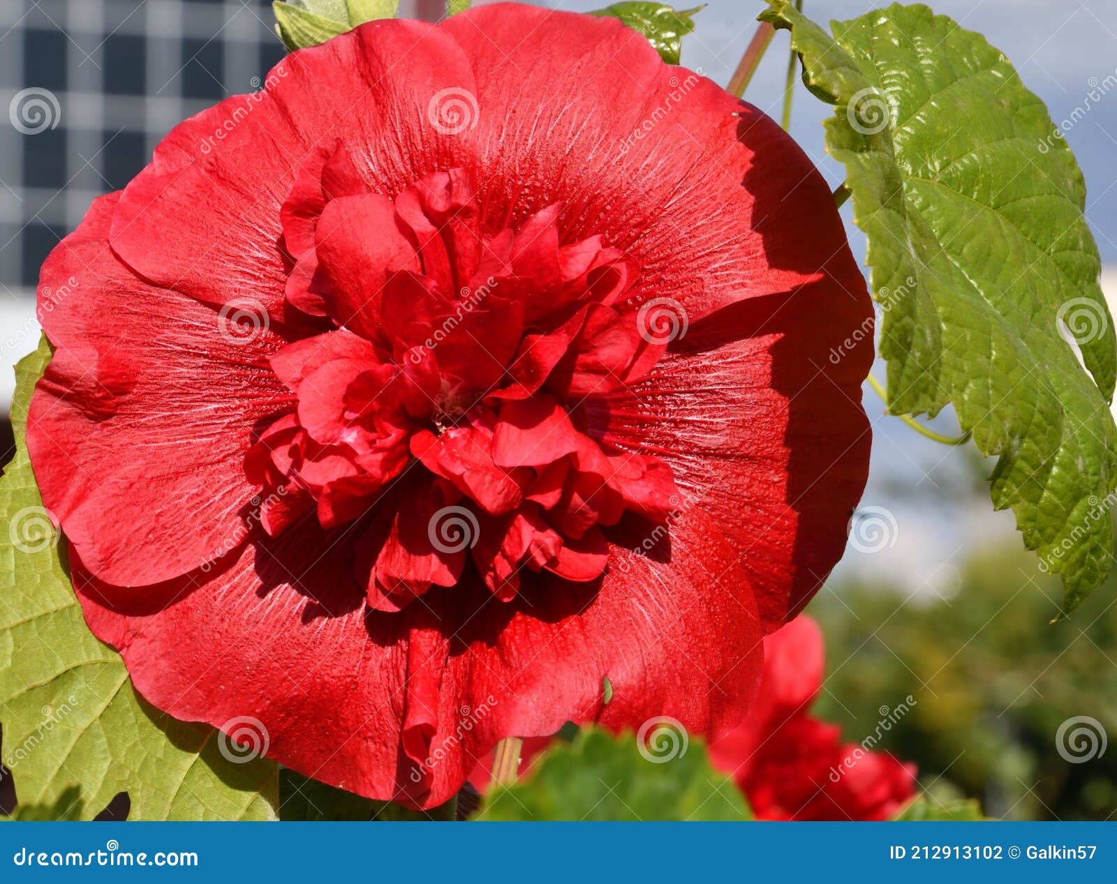 Malva terry red flower stock photo. Image of leaf, hollyhock - 212913102