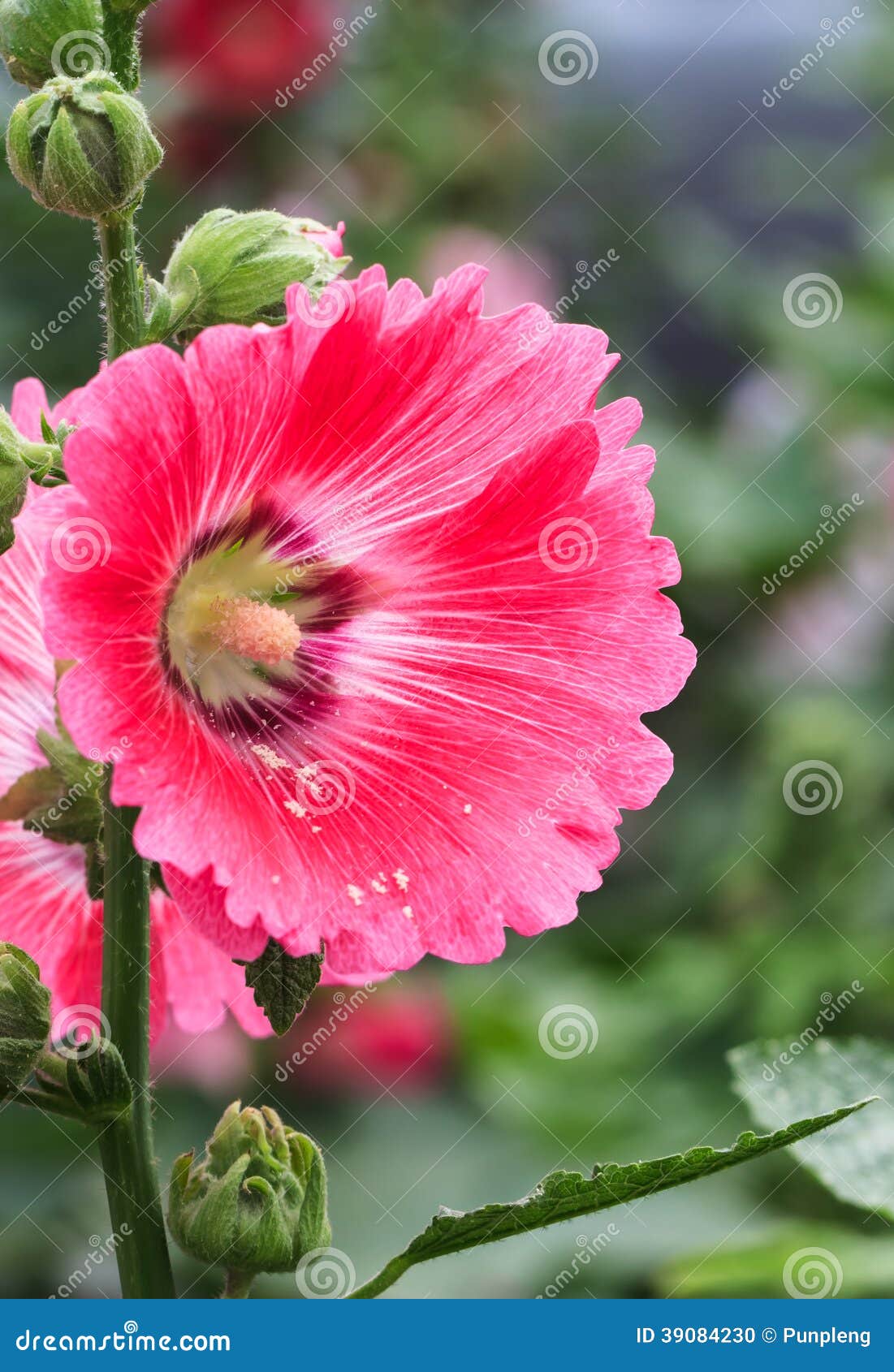 Malvarosa, Rosea Del Alcea, Fotografia Stock - Immagine di fragile ...